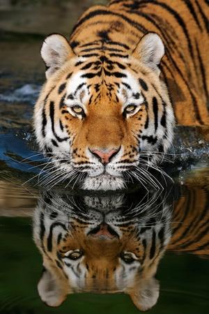 'Tiger Reflection' Poster - Lantern Press | AllPosters.com