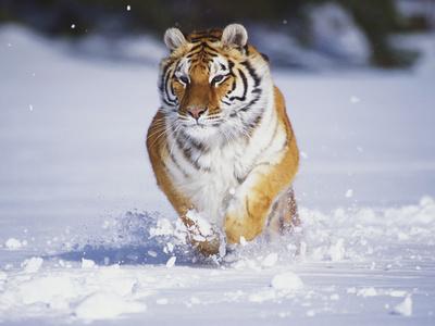 'Tiger Running in Snow' Photographic Print - Lynn M. Stone | AllPosters.com