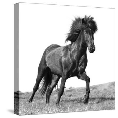 'Beautiful and Free' Stretched Canvas Print - Tim Mannakee | AllPosters.com