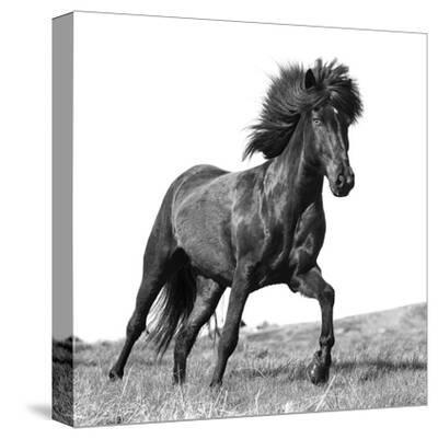 'Beautiful and Free' Stretched Canvas Print - Tim Mannakee | AllPosters.com