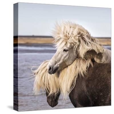 'Entwined' Stretched Canvas Print - Tim Mannakee | AllPosters.com