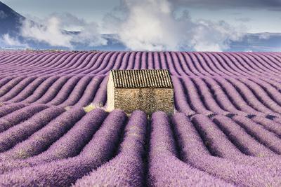 'Lavender Fields' Giclee Print - Tim Mannakee | AllPosters.com