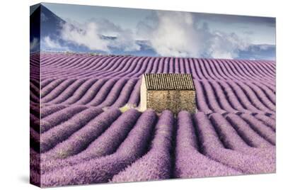 'Lavender Fields' Stretched Canvas Print - Tim Mannakee | AllPosters.com