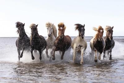 Stampede Splash Giclee Print - Tim Mannakee | AllPosters.com