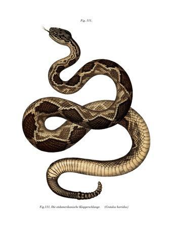 'Timber Rattlesnake' Giclee Print | AllPosters.com