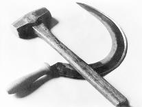 'Roses, Mexico City, 1924' Photographic Print - Tina Modotti ...