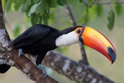 'Toco toucan (Ramphastos toco), Pantanal Wetlands, Brazil' Photographic ...