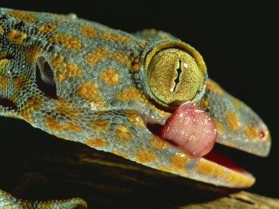 'Tokay Gecko Using Tongue to Clean Eye, Southeast Asia' Photographic ...