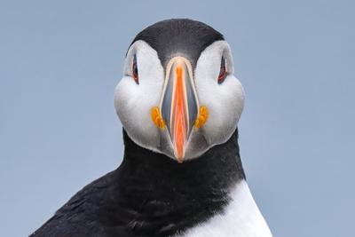'Headshot of an Atlantic Puffin' Photographic Print - Tom Dorsz Studio ...