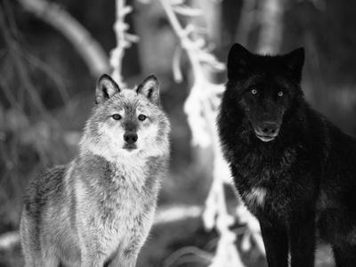 'Grey Wolves Showing Fur Colour Variation, (Canis Lupus)' Photographic ...