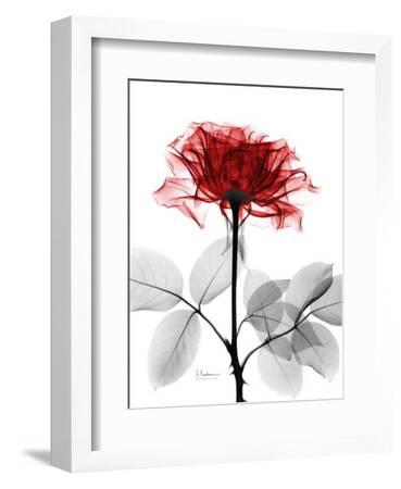 'Tonal Rose on White' Art - Albert Koetsier | AllPosters.com