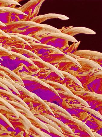 'Tongue filiform papillae of a rabbit magnified x300' Photographic ...