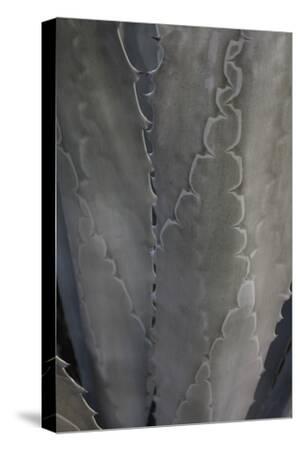 'Botanicals Focus - Flourish' Stretched Canvas Print - Tony Koukos ...