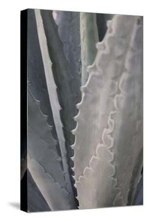 'Botanicals Focus - Grow' Stretched Canvas Print - Tony Koukos ...