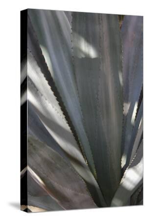 'Botanicals Focus - Rise' Stretched Canvas Print - Tony Koukos ...