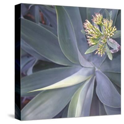 'Botanicals Focus - Shine' Stretched Canvas Print - Tony Koukos ...