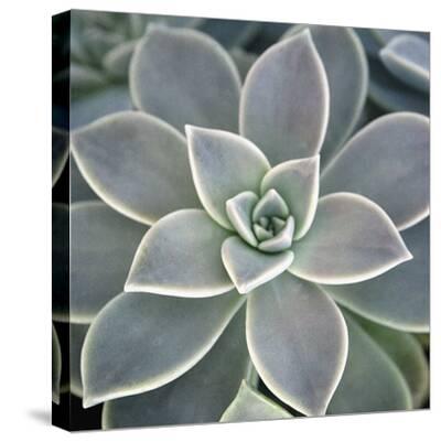 'Botanicals Focus - Thrive' Stretched Canvas Print - Tony Koukos ...