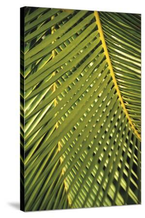 Botanicals XVIII Stretched Canvas Print - Tony Koukos | AllPosters.com