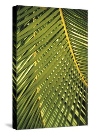 'Botanicals XVIII' Stretched Canvas Print - Tony Koukos | AllPosters.com