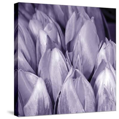 Bunch of Flowers II Stretched Canvas Print - Tony Koukos | AllPosters.com