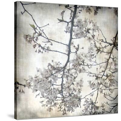 Cherry Blossom Tree V Stretched Canvas Print - Tony Koukos | AllPosters.com