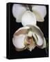 'Orchid Light - Bud' Stretched Canvas Print - Tony Koukos | AllPosters.com