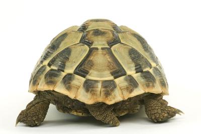 'Tortoise Rear View in Studio' Photographic Print | AllPosters.com