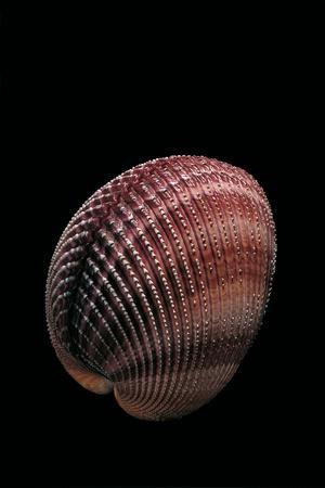 'Trachycardium Quadragenarium' Photographic Print - Paul Starosta ...
