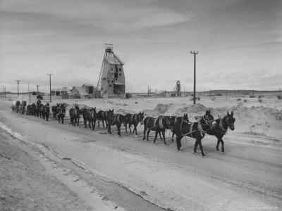 'Trademark Twenty Mule Team of the US Borax Co. Pulling Wagon Loaded ...