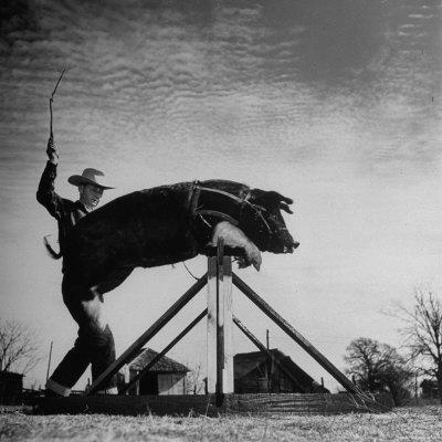 'Trainer Tab Evans Snapping Whip as Pork chop Sails over 32 Inch Hurdle ...
