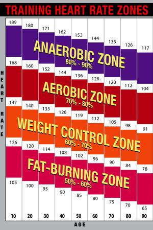 'Training Heart Rate Zones Chart (Bright)' Prints | AllPosters.com
