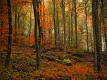 'Transformation Fall' Photographic Print - Philippe Sainte-Laudy ...