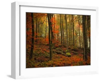 'Transformation Fall' Photographic Print - Philippe Sainte-Laudy ...