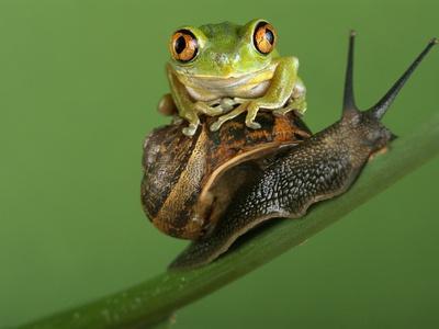 'Tree Frog Resting on Snail's Shell' Photographic Print - David Aubrey ...