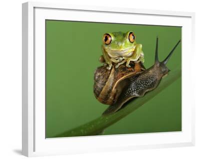 'Tree Frog Resting on Snail's Shell' Photographic Print - David Aubrey ...