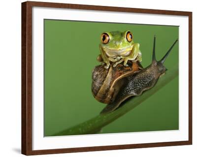 'Tree Frog Resting on Snail's Shell' Photographic Print - David Aubrey ...