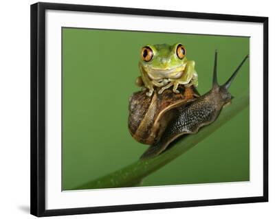 'Tree Frog Resting on Snail's Shell' Photographic Print - David Aubrey ...