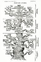 'Tree of Life from the Evolution of Man' Giclee Print - Ernst Haeckel ...