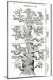'Tree of Life from the Evolution of Man' Giclee Print - Ernst Haeckel ...