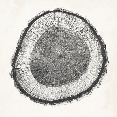 'Tree Ring II' Prints - Vision Studio | AllPosters.com