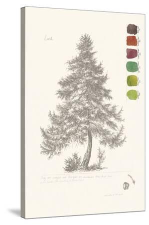 'Tree Sketch - Larch' Stretched Canvas Print - Maria Mendez ...