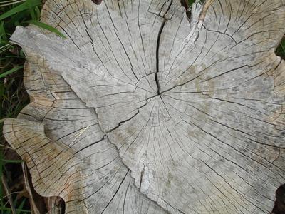 'Tree Stump Grain' Photographic Print - exodusadvertising.com ...