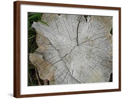'Tree Stump Grain' Photographic Print - exodusadvertising.com ...