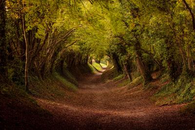 'Tree tunnel with autumn colours at Halnaker Mill, Sussex' Photographic ...