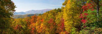 'Trees in a Forest, Roaring Fork Motor Nature Trail, Great Smoky ...