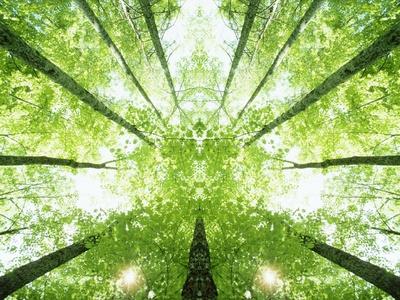 'Trees in Forest Ascending' Photographic Print - Robert Llewellyn ...