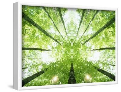 'Trees in Forest Ascending' Photographic Print - Robert Llewellyn ...