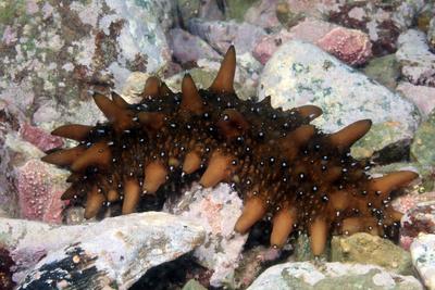 'Trepang Underwater in Sea of Japan' Photographic Print - anion ...