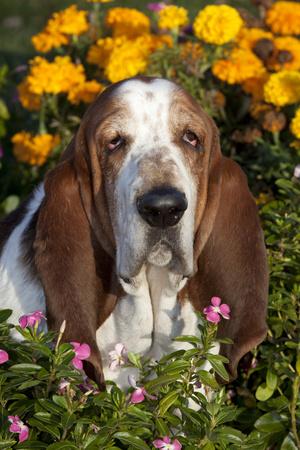 'Tri-Color Basset Hound (Male) by Autumn Flowers, Geneva, Illinois, USA ...