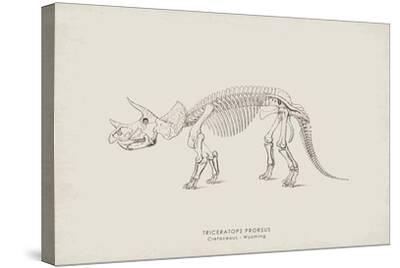 'Triceratops' Stretched Canvas Print - The Vintage Collection ...